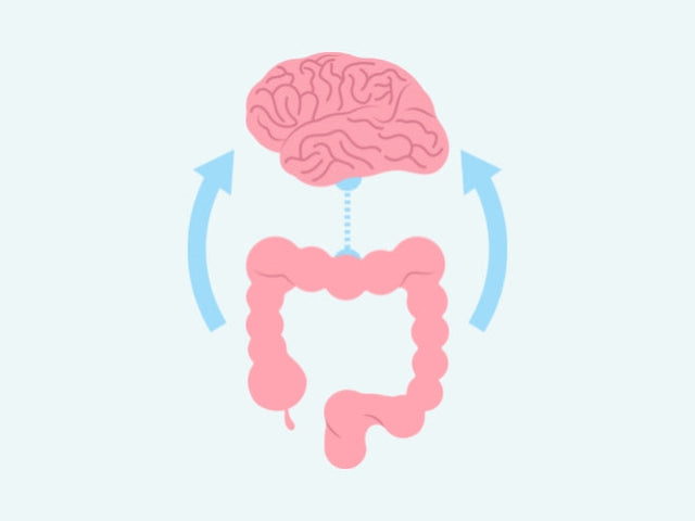 Understanding the Gut-Brain Axis and How Coffee Enemas Can Help – Happy ...